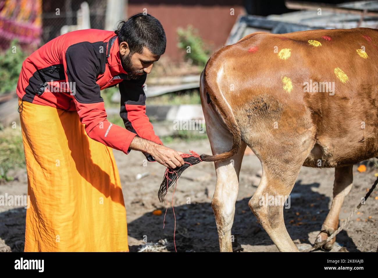 Kathmandu, Nepal. 25th Oct, 2022. A devotee ties a sacred thread on the ...
