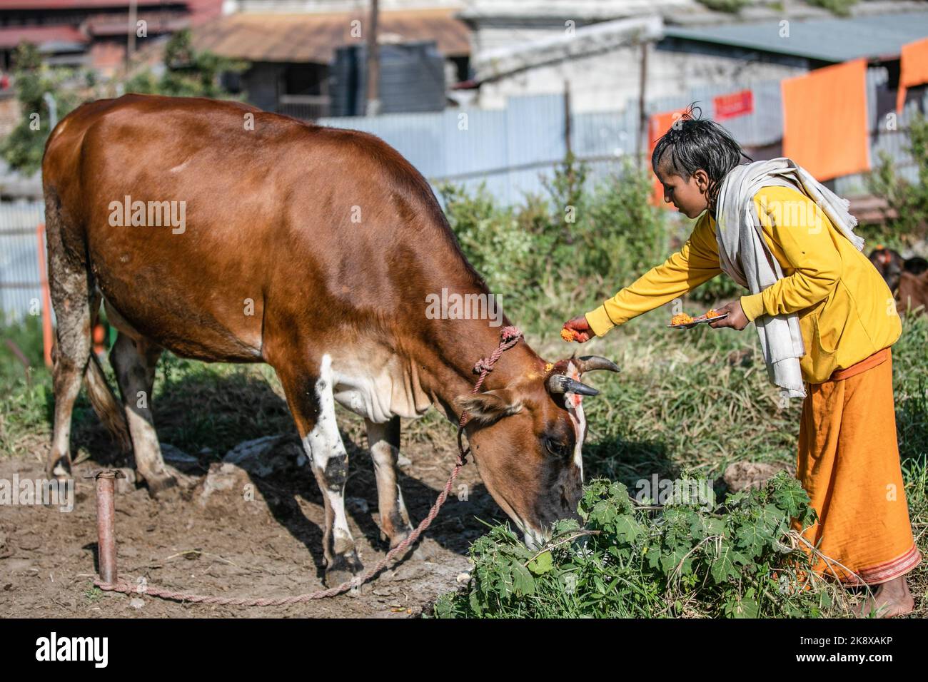 A devotee offers prayers to a cow during the Tihar festival, also known ...