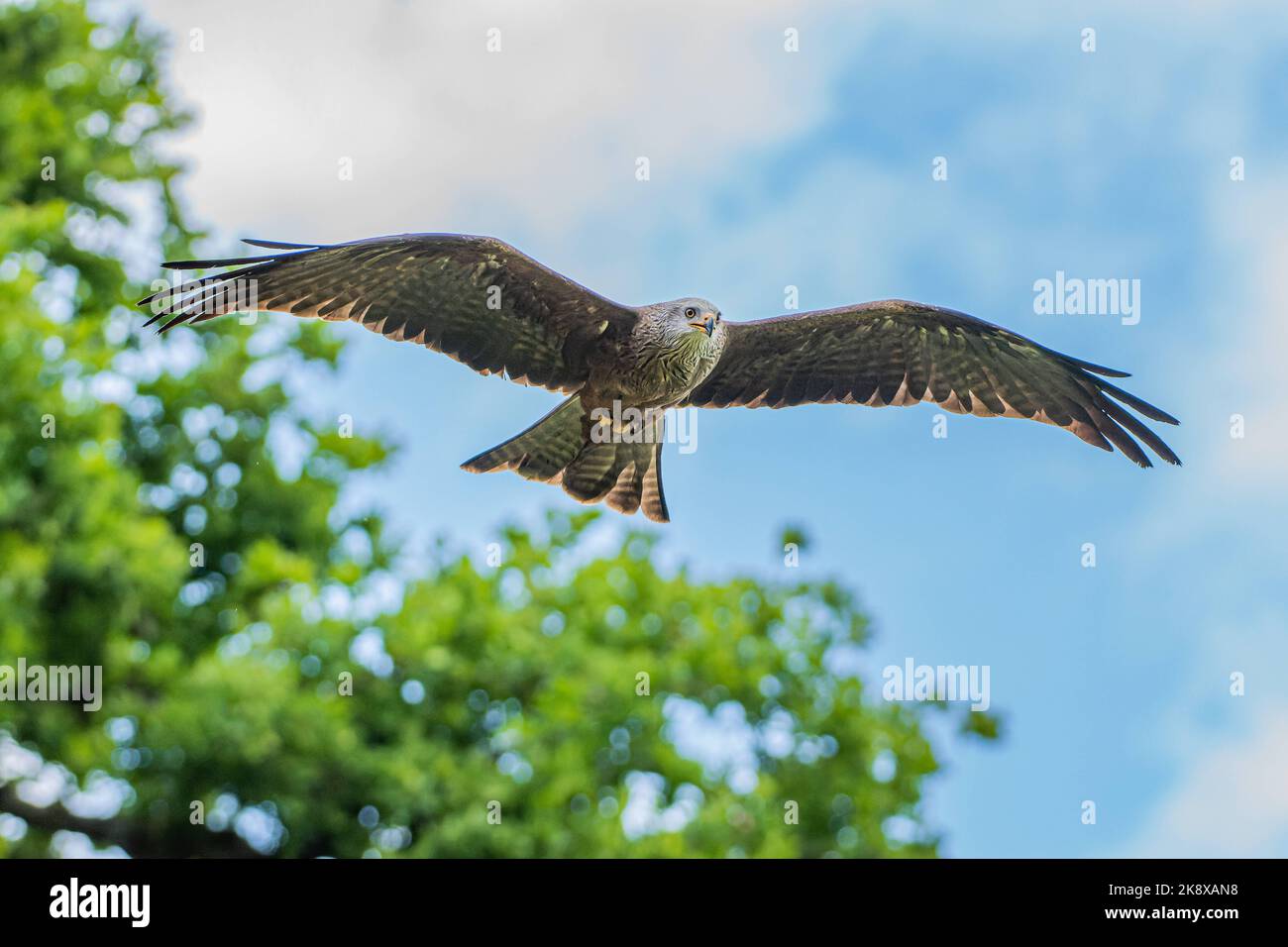 A black kite readying to fly. Cotswold, UK: THESE ACTION shots caught a ...
