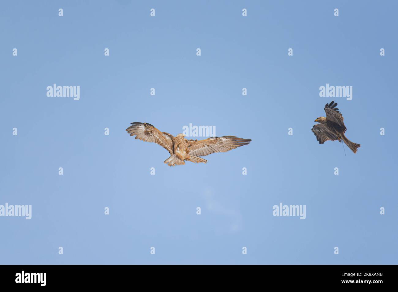 Bandit and Lucas engaging in the sky. Cotswold, UK: THESE ACTION shots ...