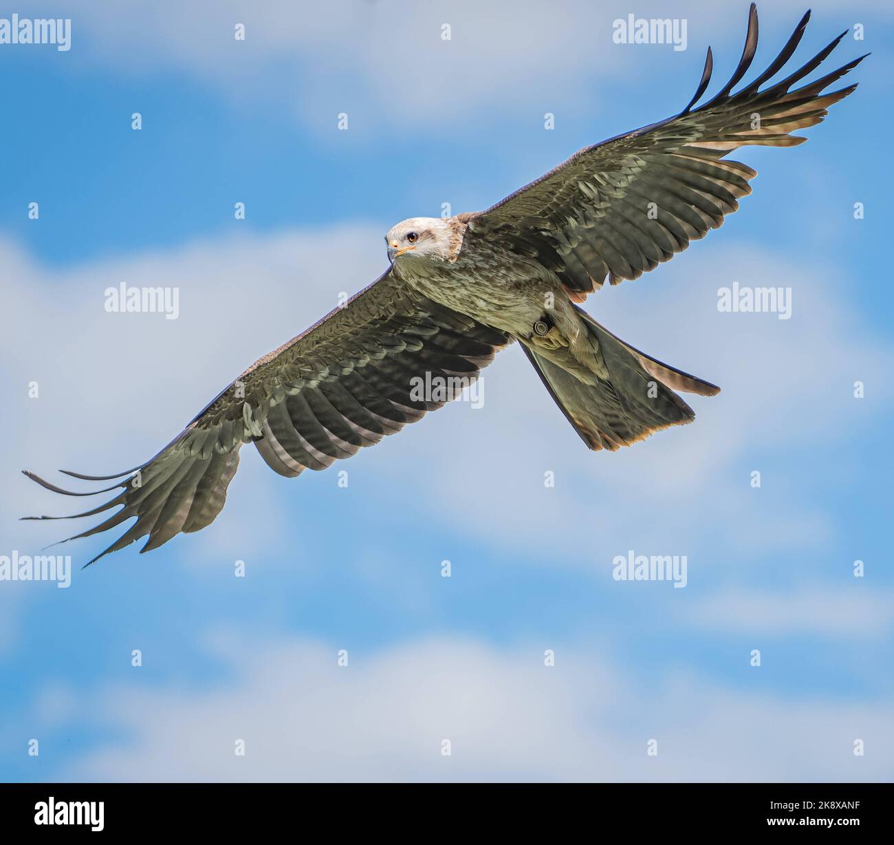 A black kite with wings outstretched. Cotswold, UK: THESE ACTION shots ...