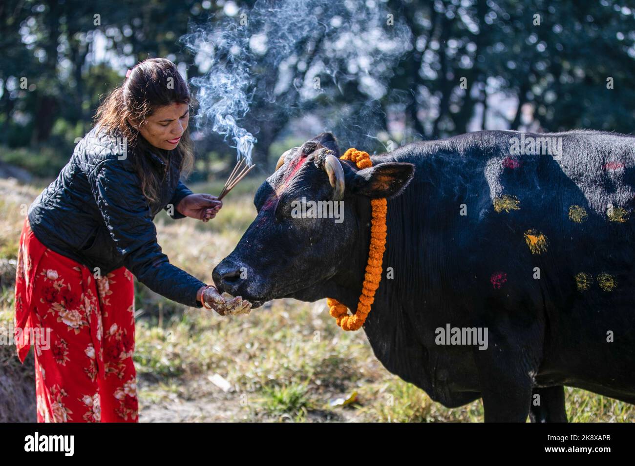 A devotee offers prayers to a cow during the Tihar festival, also known ...