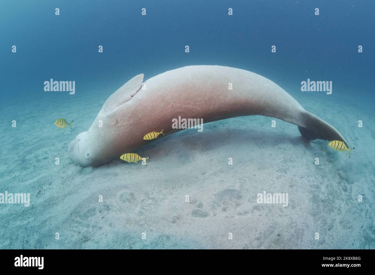 Sleep surface hi-res stock photography and images - Alamy