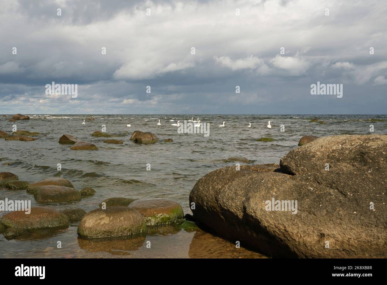 Baltic sea ecosystem hi-res stock photography and images - Alamy