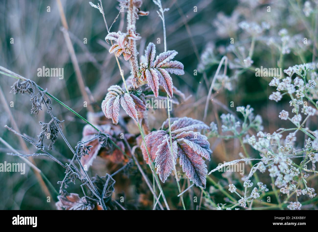 Frosted herbs hi-res stock photography and images - Alamy