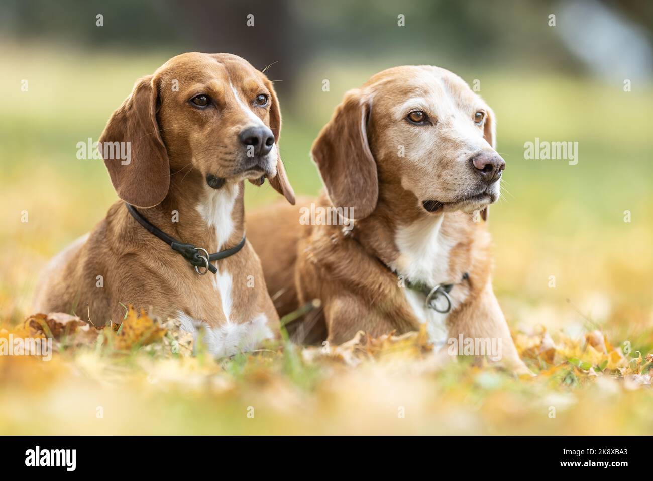 Two dogs lie in hi-res stock photography and images - Alamy