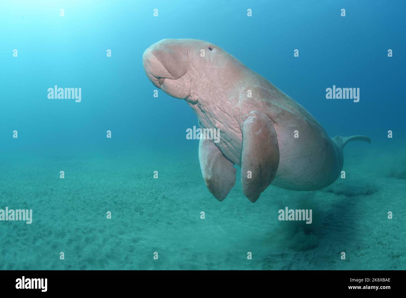 Sleep surface hi-res stock photography and images - Alamy