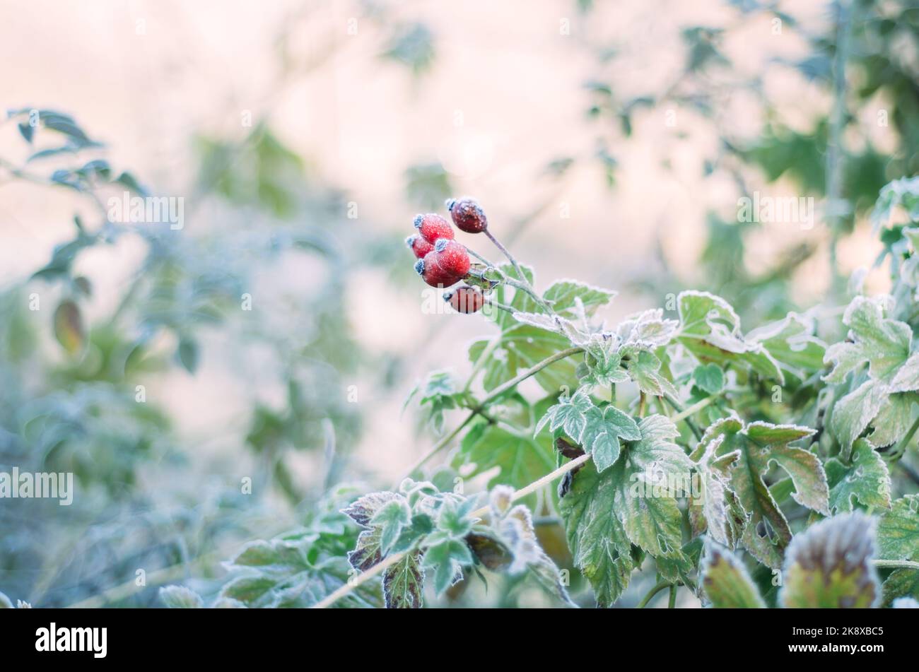 Ice crystals of frost on rose hip flowers and leaves at sunrise Stock ...