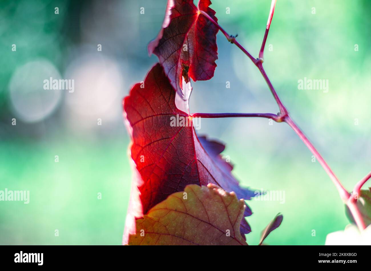 Deep red vine hi-res stock photography and images - Alamy