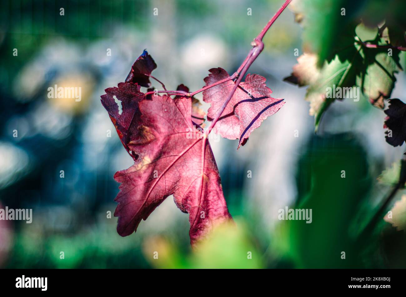 Deep red grape vine leaf in autumn Stock Photo - Alamy