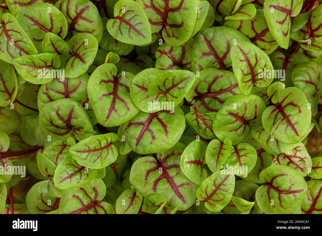 Red veined microgreen sorrel leaves background Stock Photo - Alamy