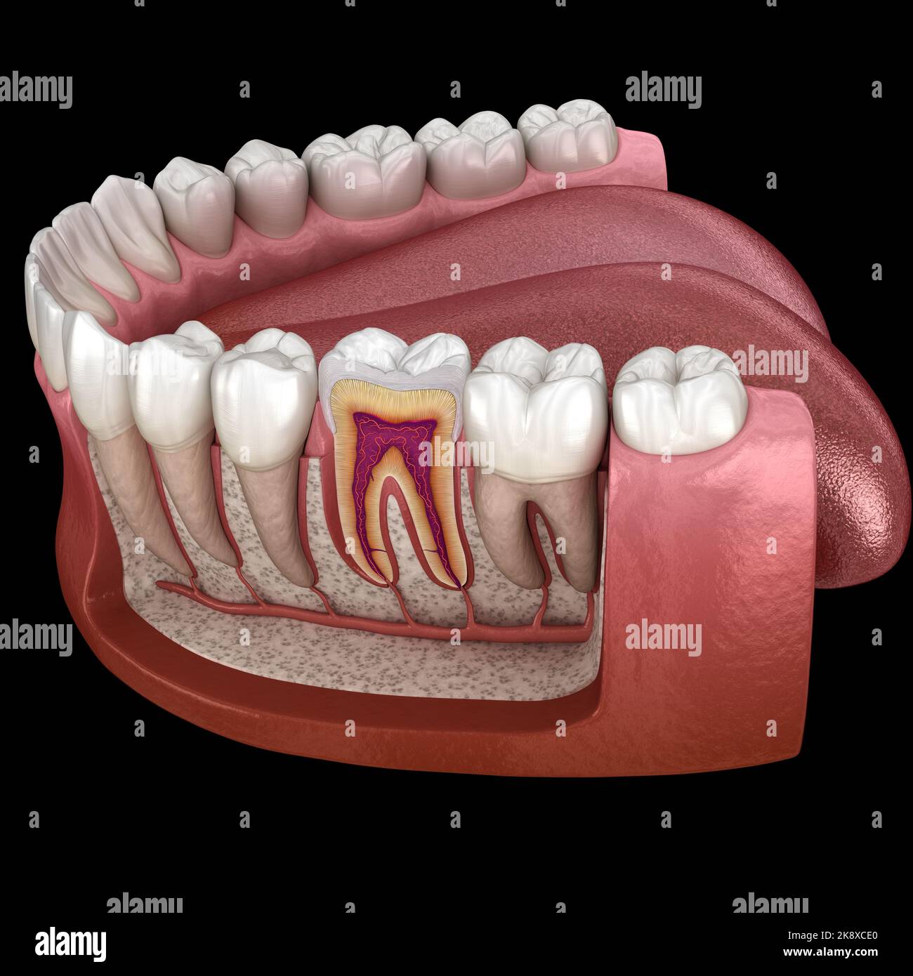 Molar Anatomy In Details 3D Illustration Of Human Teeth Stock Photo