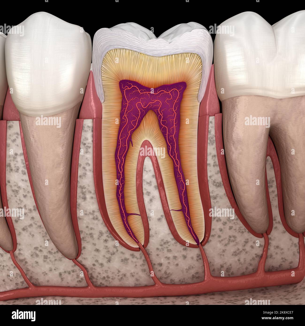 Molar anatomy in details. 3D illustration of human teeth Stock Photo ...
