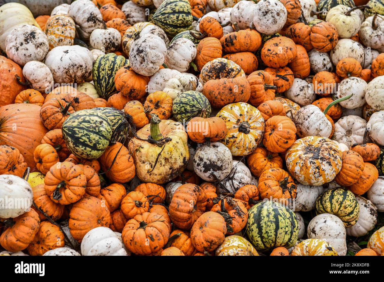 Piles of pumpkins pictured at Poundffald Farm, on the Gower in Swansea ...