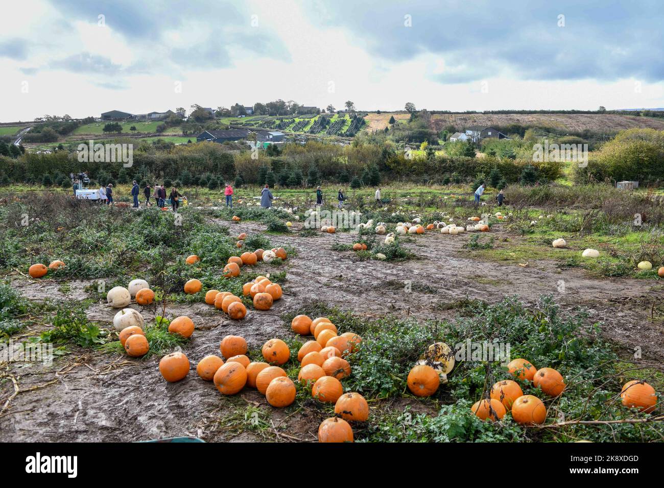 The landscape at Poundffald Farm, on the Gower in Swansea, which opens ...