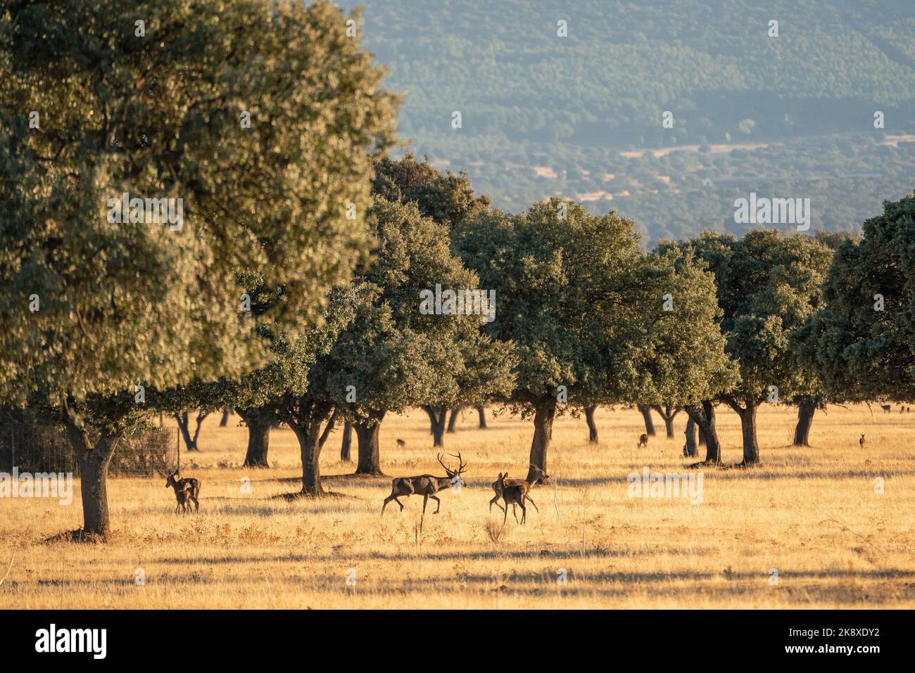 A herd of deer on the field of Cabaneros National Park in Montes de ...