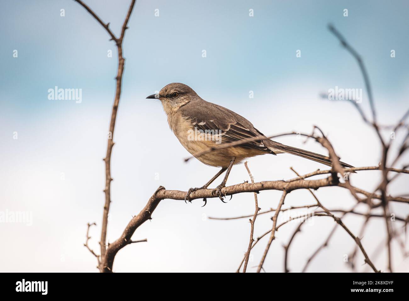 A closeup portrait of a Northern mockingbird sitting on a tree branch ...