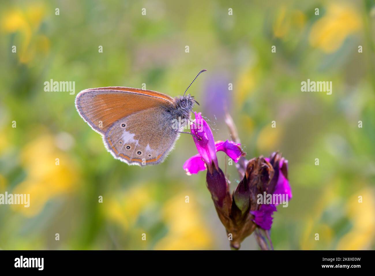 A chestnut heath butterfly - Coenonympha glycerion on a Carthusian pink ...
