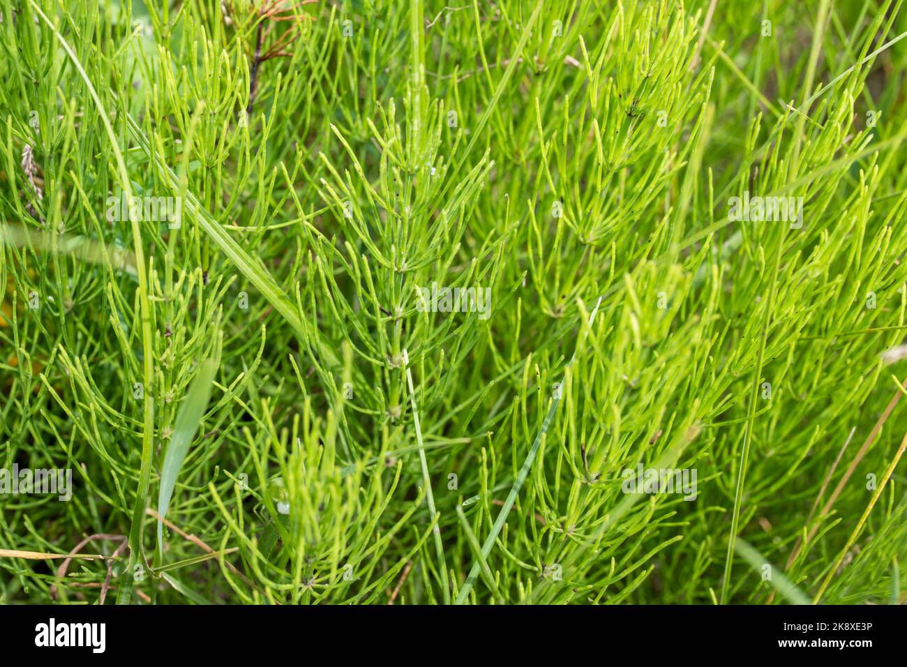 Healing field Horsetail Herbs. Hand picking off medicinal herbs of ...