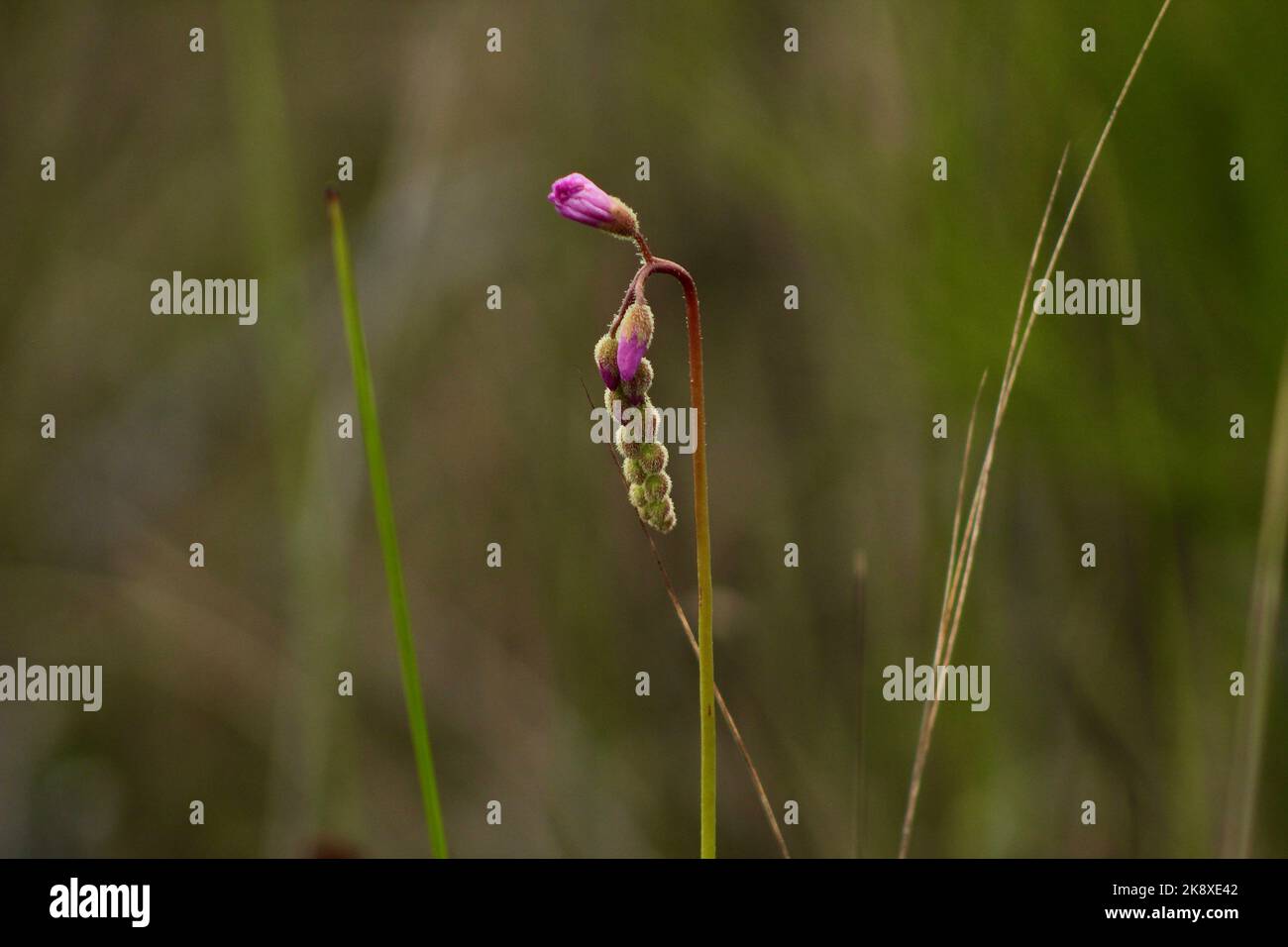A shallow focus shot of a Drosera plant in Apalachicola National Forest ...