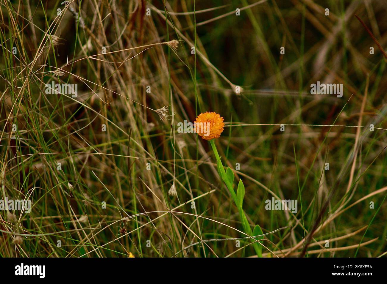 A closeup shot of a Polygala lutea plant in Apalachicola National ...