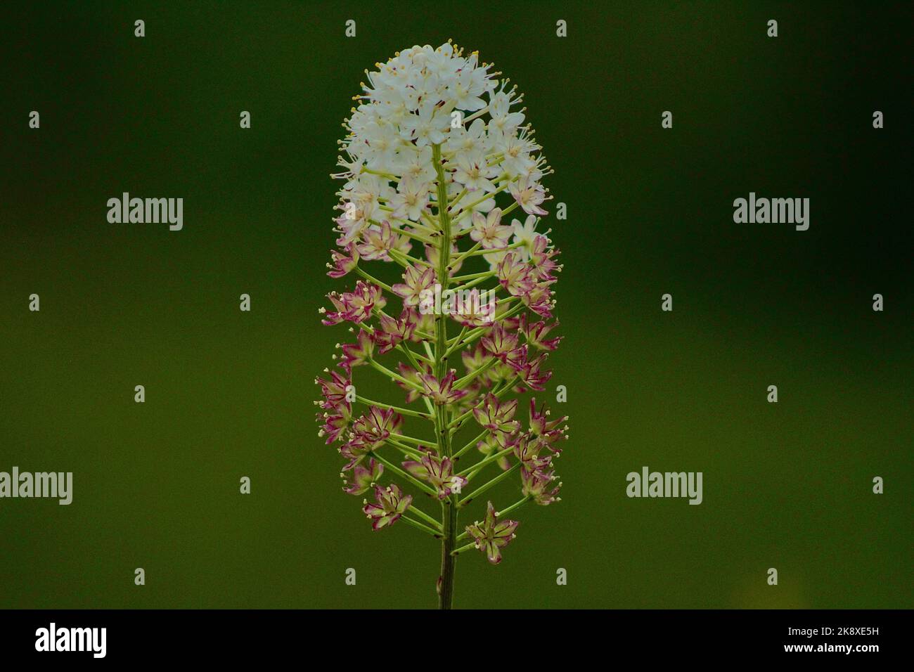 A closeup shot of an Amianthium plant in Apalachicola National Forest ...