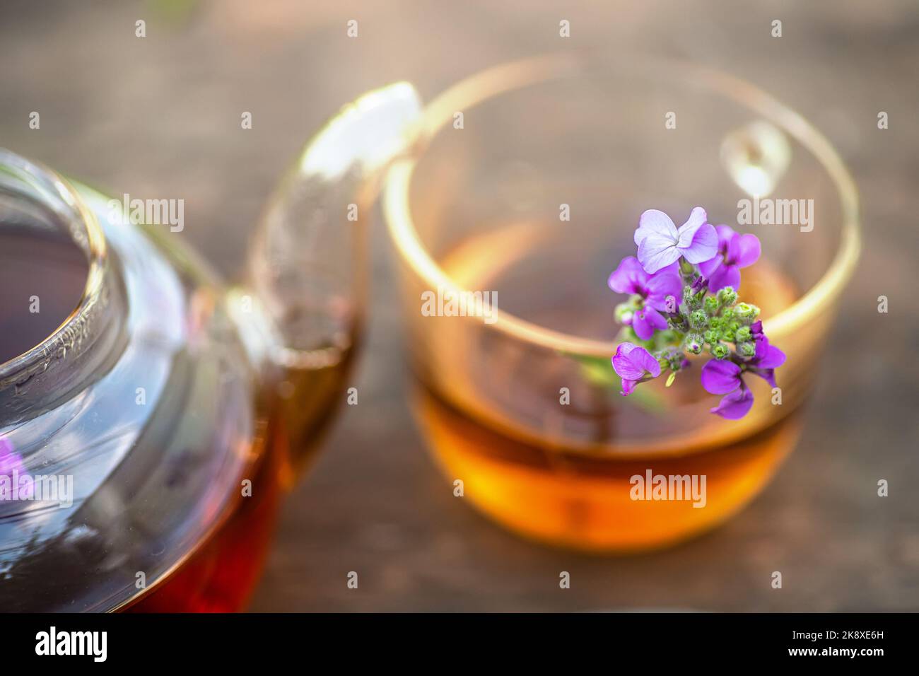 Matthiola incana, Brompton stock, common stock, hoary stock, ten-week ...