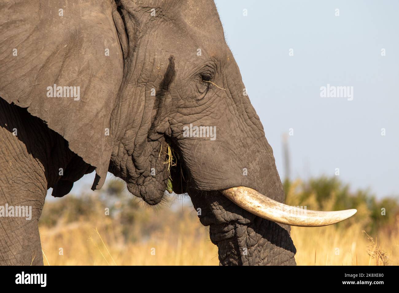 Side profile portrait of an African elephant Stock Photo - Alamy