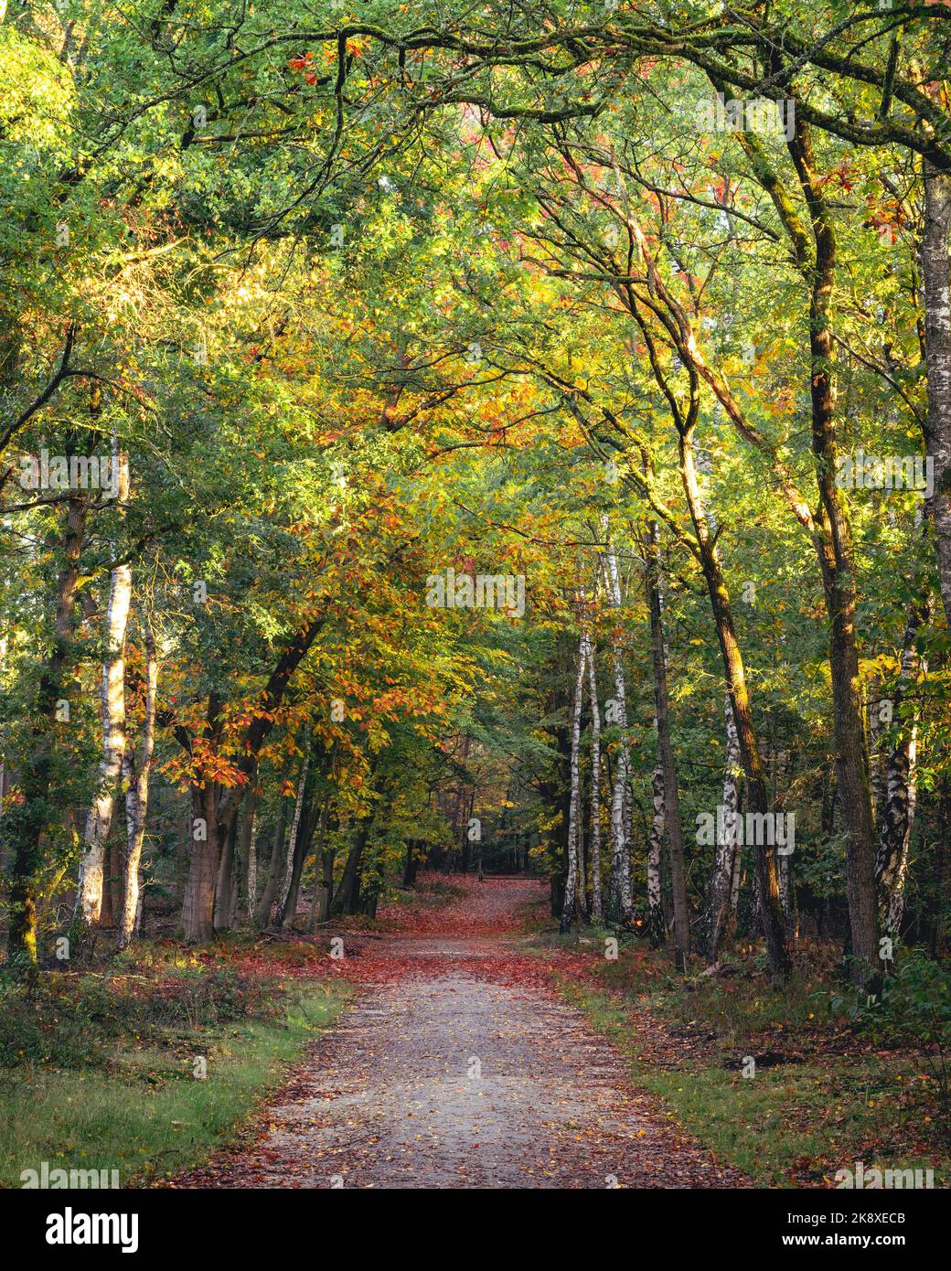 Speulderbos hi-res stock photography and images - Alamy