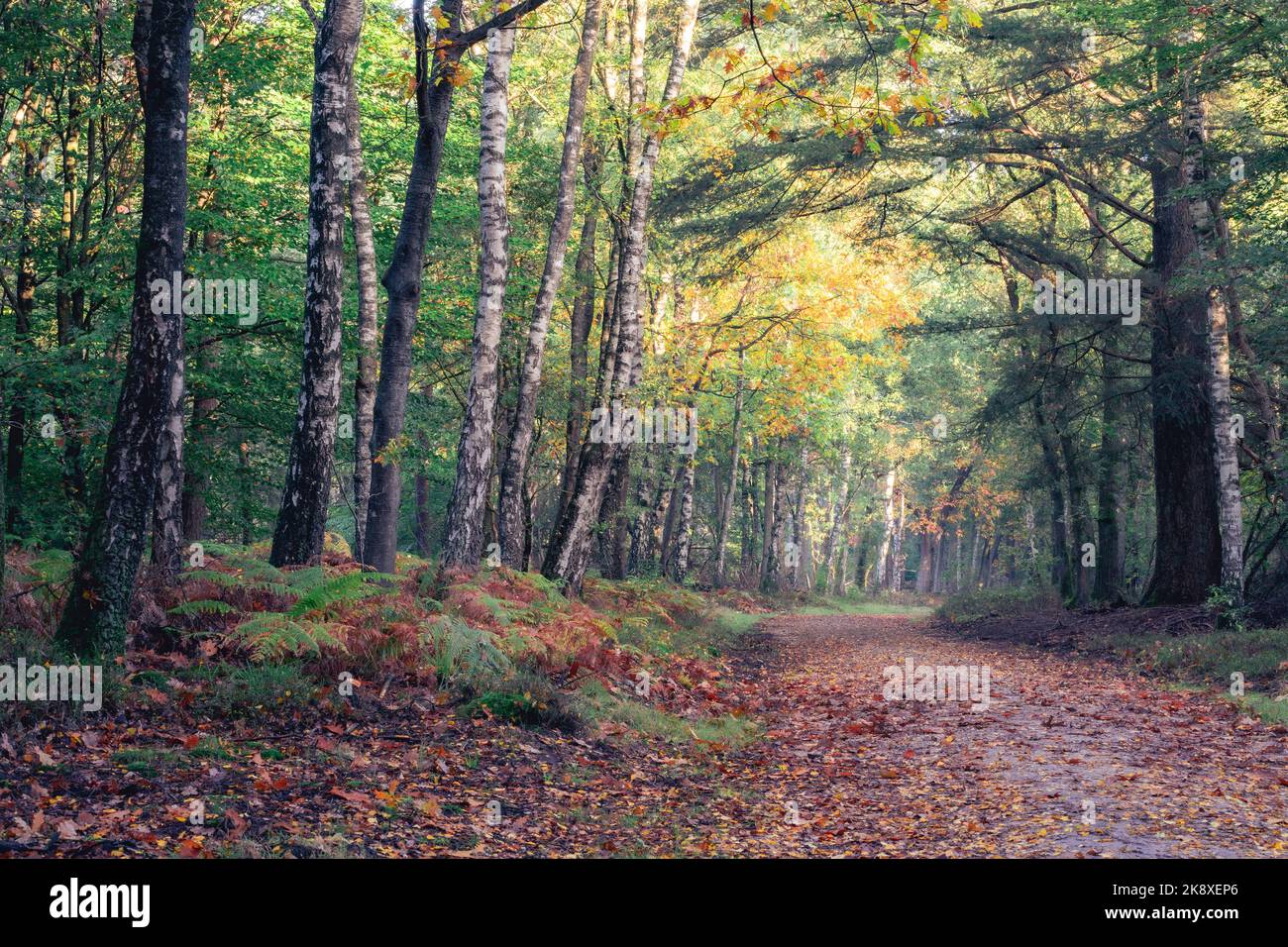 Autumn in the dutch forest. Speulderbos The Netherlands Stock Photo - Alamy