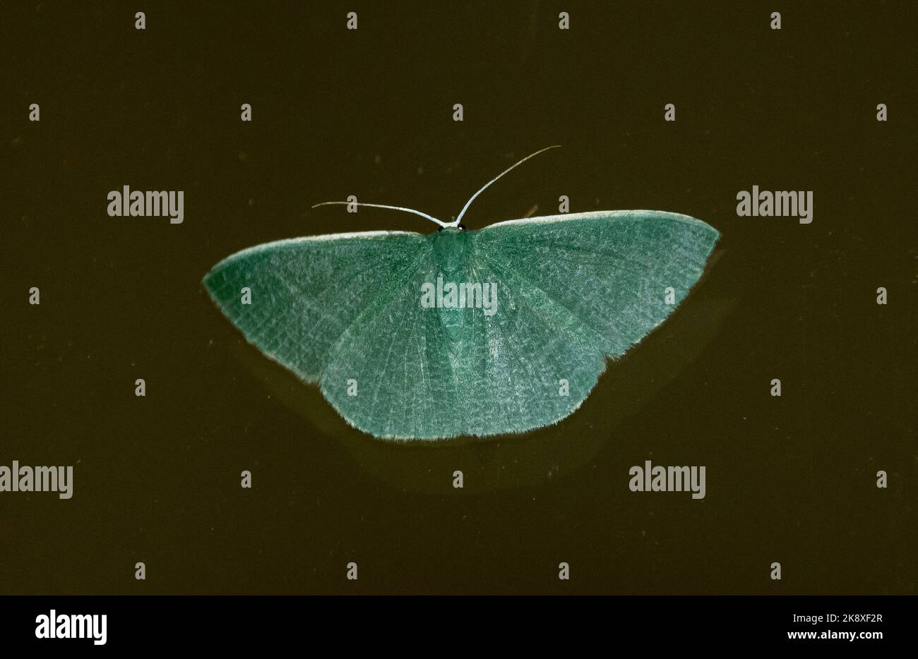 Green Australian moth, Emerald moth, Thalassodes pilaria, on black ...