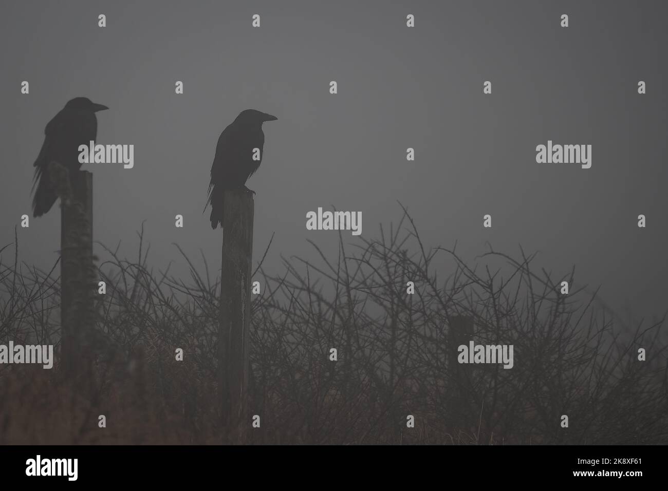 A grayscale of two crows sitting on posts in the mist Stock Photo - Alamy