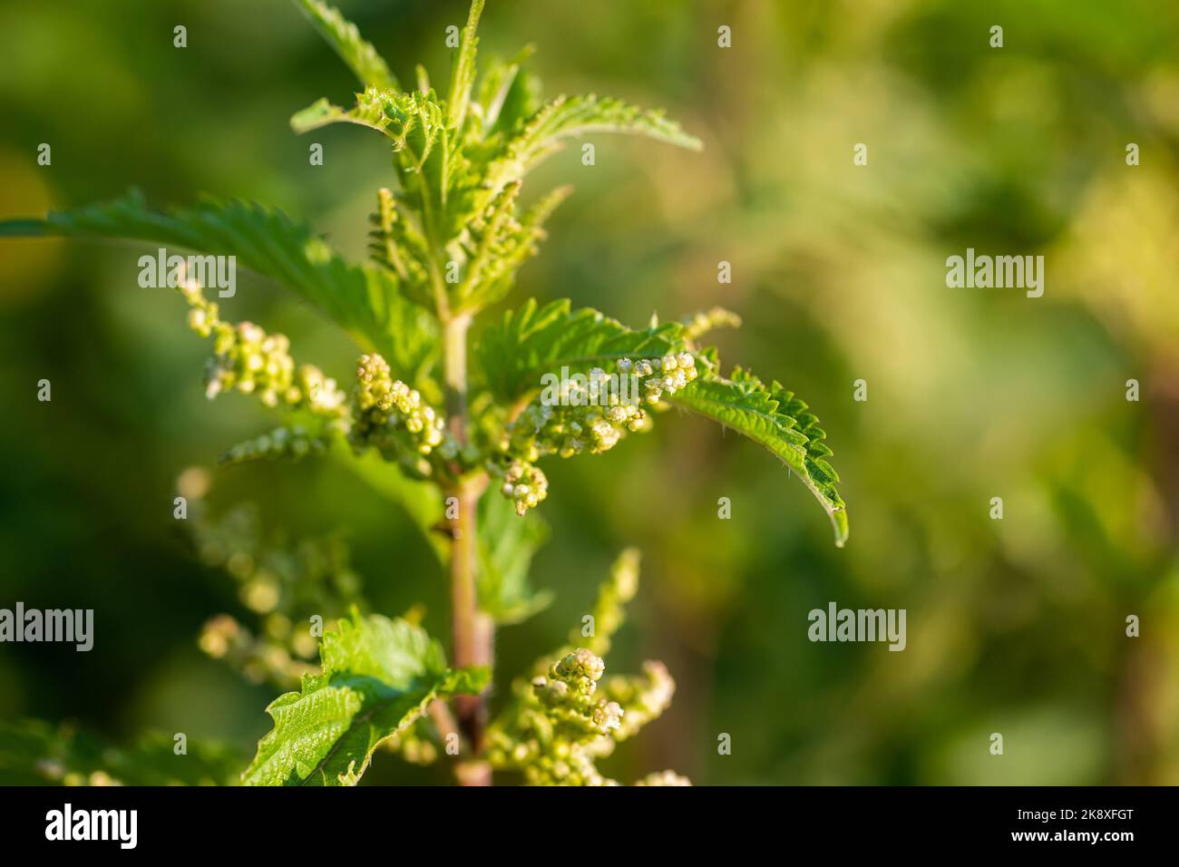 Nettle flowers and buds close-up. Summer flowering of medicinal plants ...