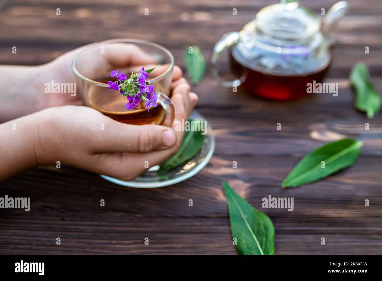 Hands holding a transparent cup of tea from medicinal herbs. Matthiola ...