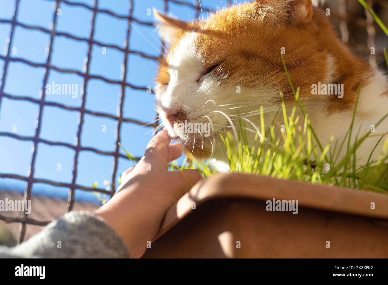 profile of animal. Baby caressing red and white homeless cat ...