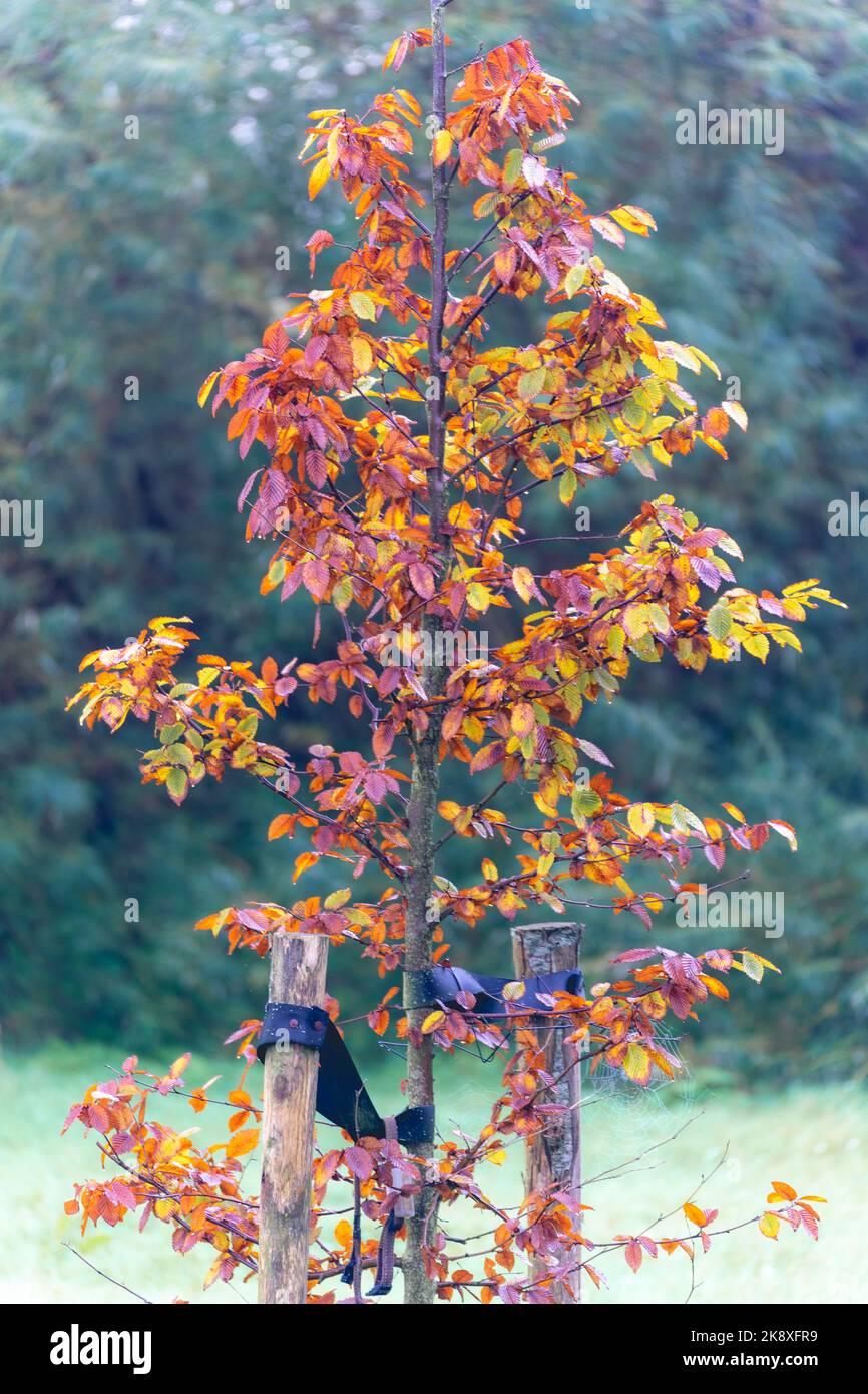 Autumn colors in the Dutch forest. Abtwoudse bos, Delft, The ...