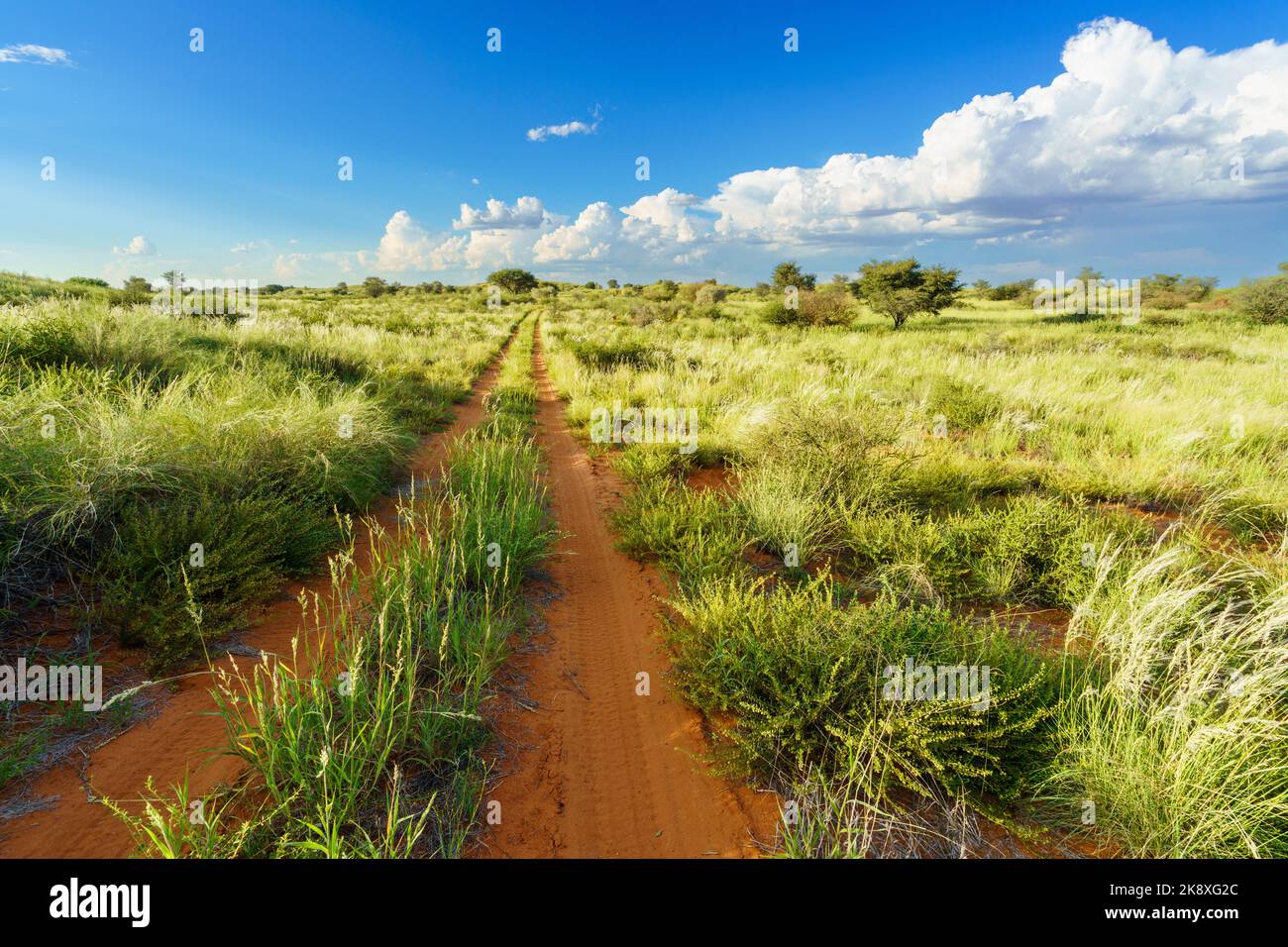 Wide landscape of the Kalahari desert with distance leading dirt road ...