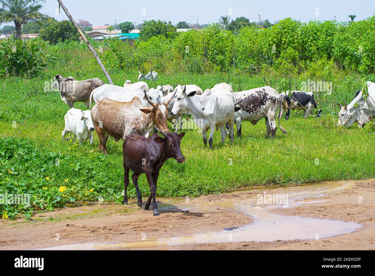 Young cow thirsty on hi-res stock photography and images - Alamy