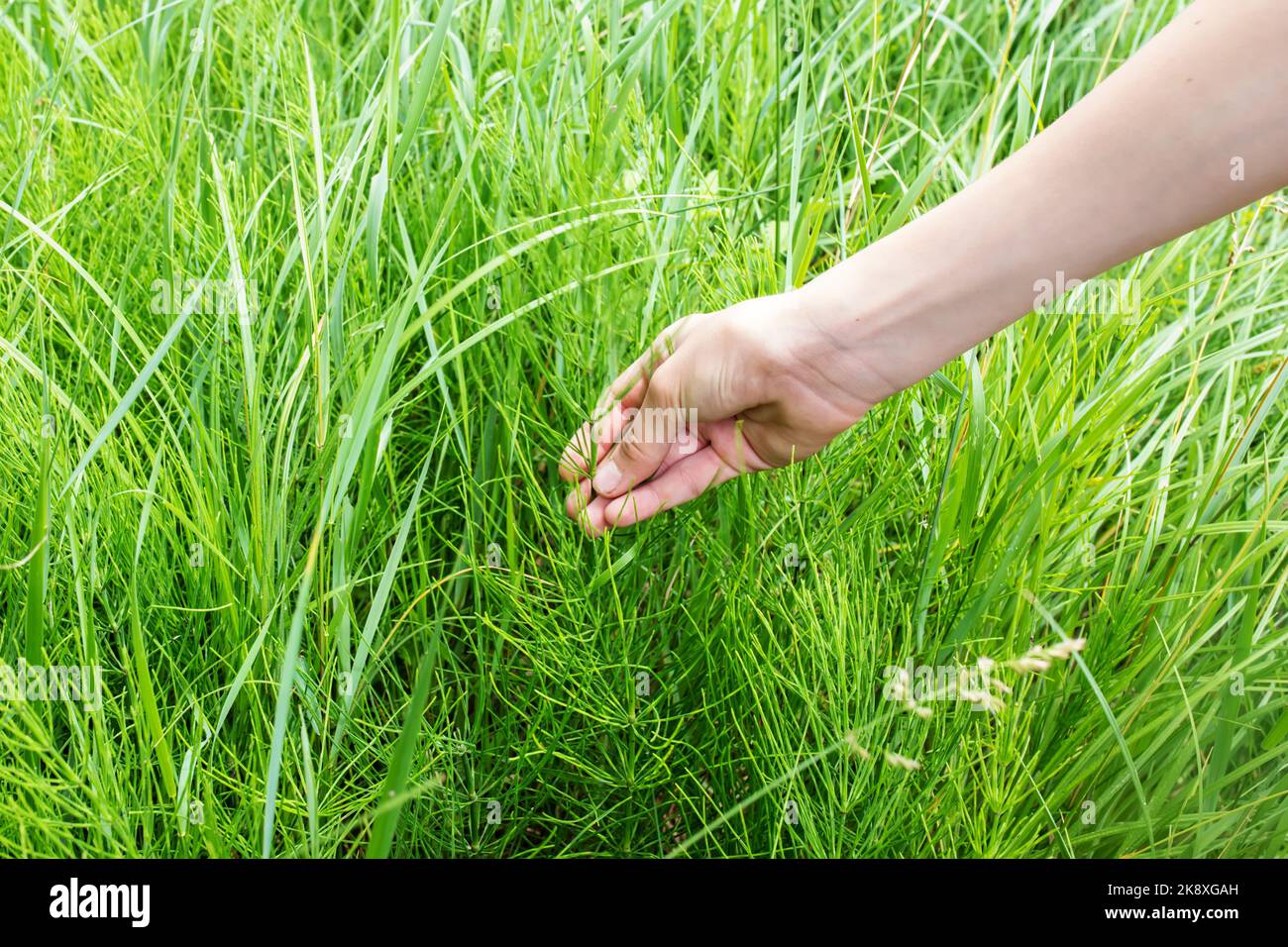 Collecting Healing Horsetail Herbs. Hand picking off medicinal herbs ...