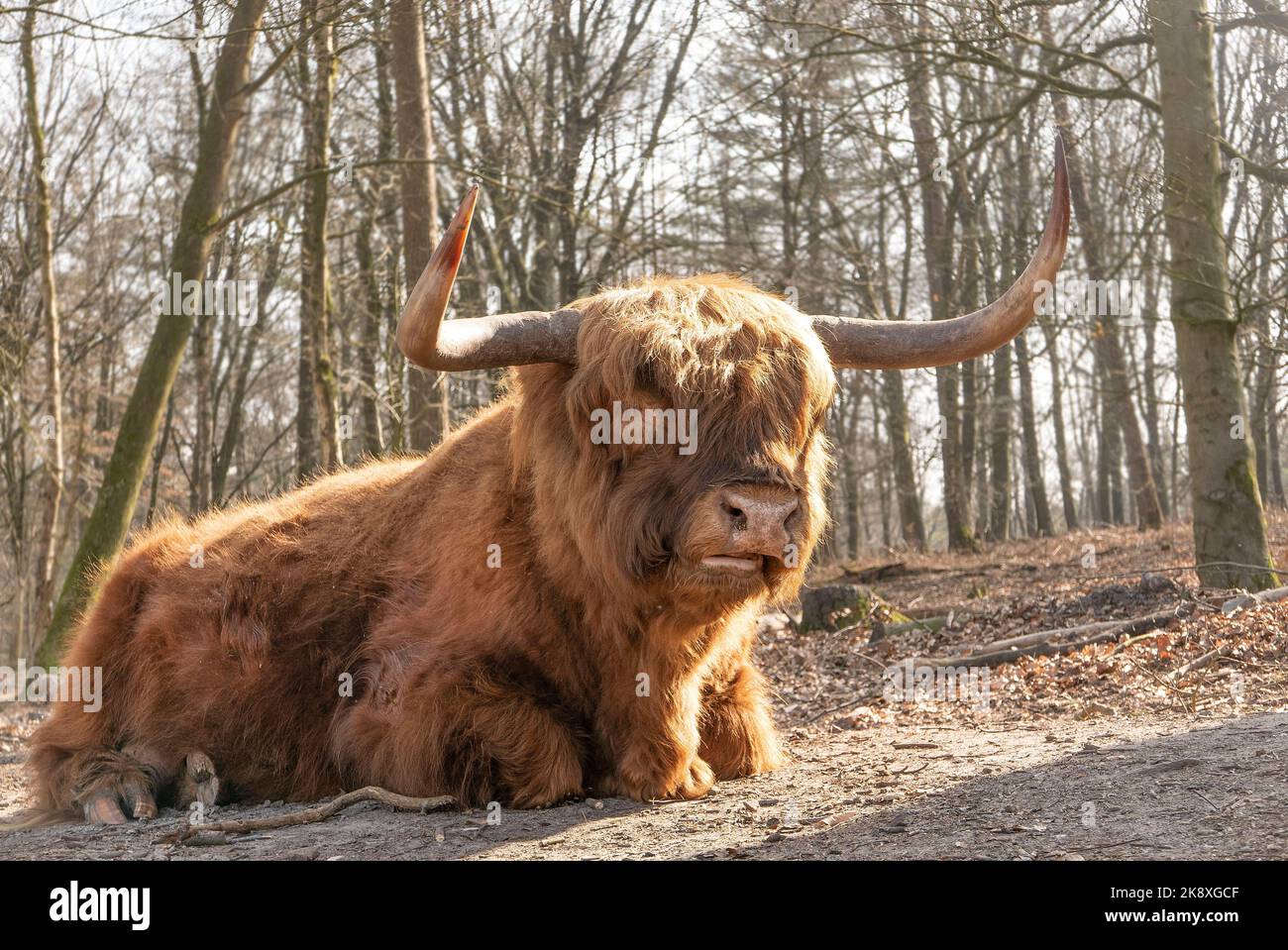 Beautiful horned Highland Cattle in a natural environment Stock Photo ...