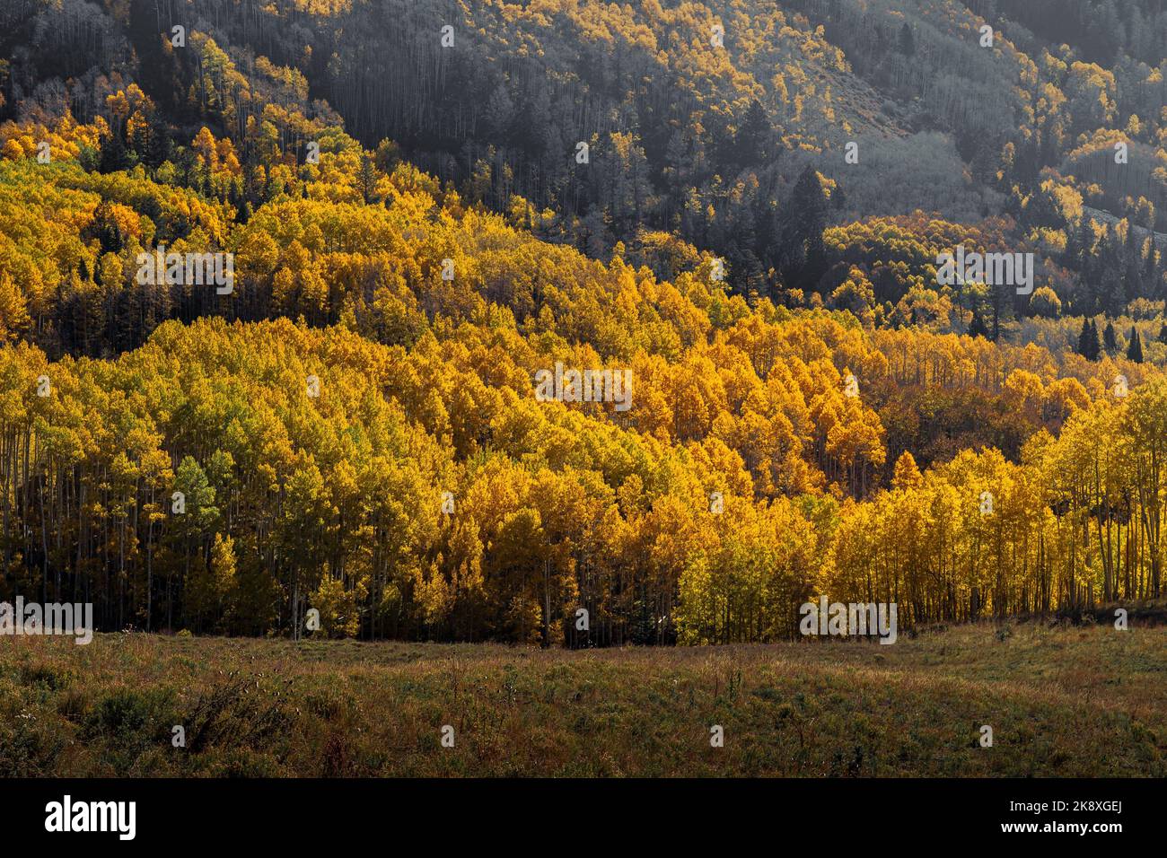A landscape of yellow autumn trees in highlands Stock Photo - Alamy