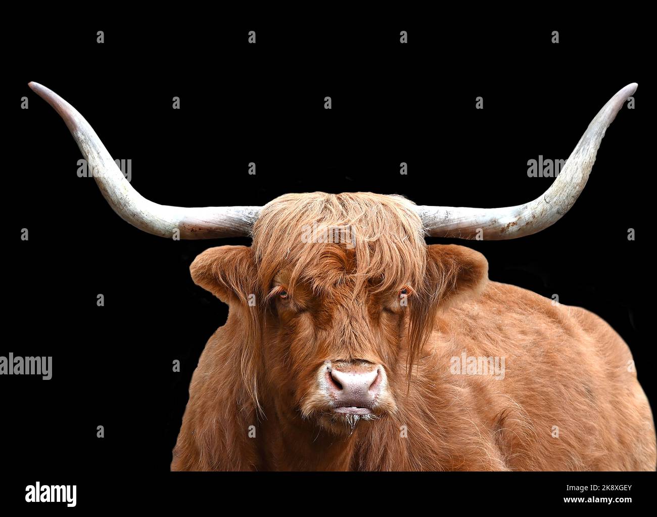 Horned head of a Highland Cow on black background Stock Photo - Alamy