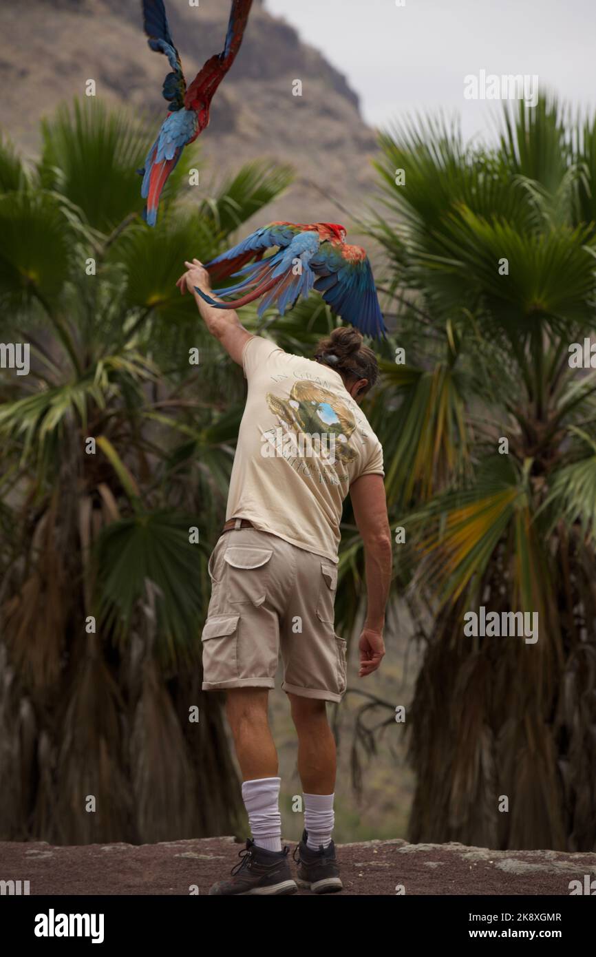A vertical shot of a trainer releasing his macaw birds into the wild ...