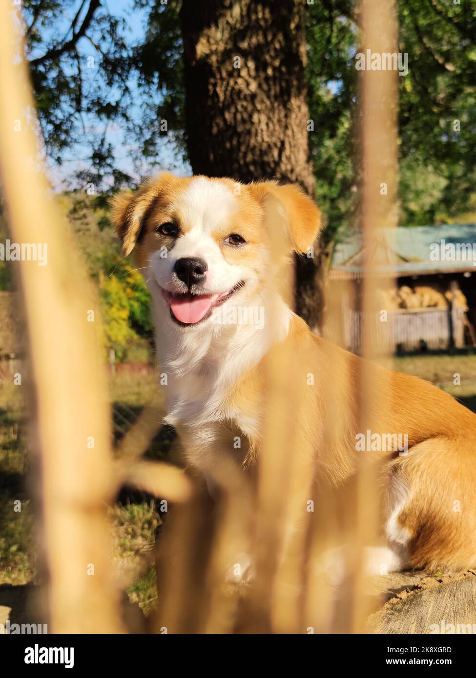 A beautiful Kokoni dog (Canis lupus familiaris) on a sunny day at a ...