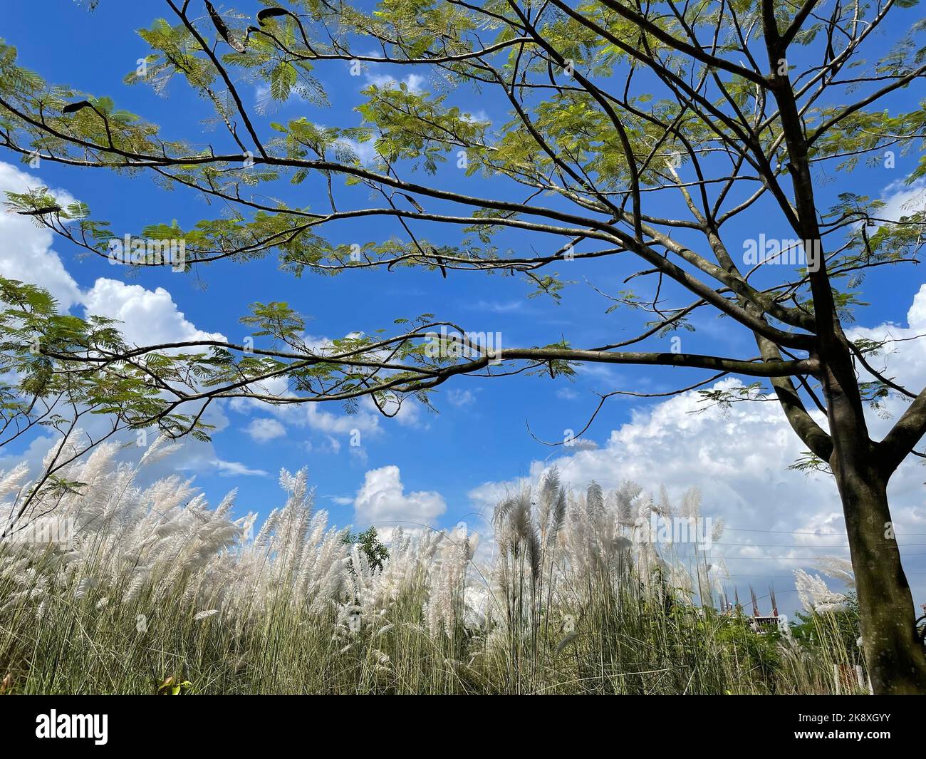 A low-angle shot of a single tree and white Catkin flowers against a ...