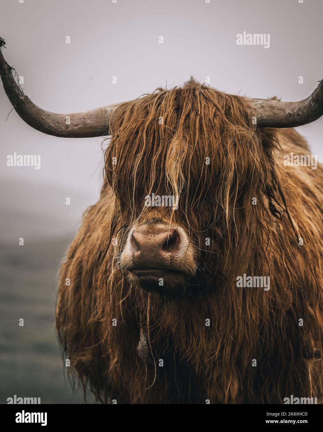 A brown hairy Scottish highland cattle with foggy background Stock ...