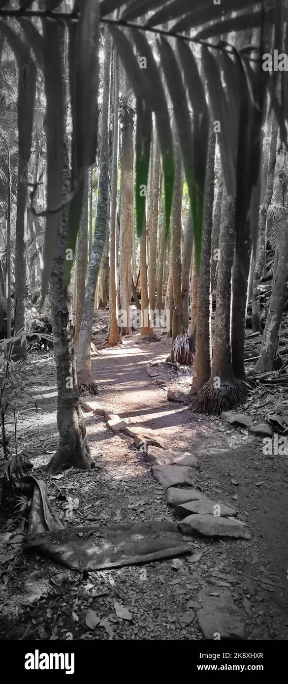 Gray thin tree trunk hi-res stock photography and images - Alamy