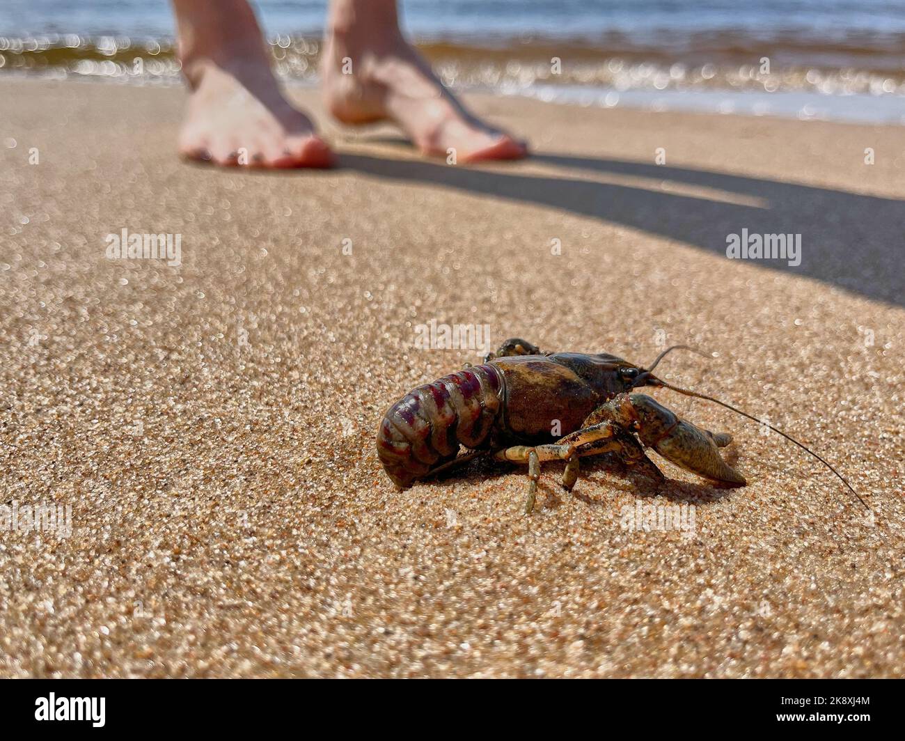 A crab with large claws on the sand with human feet on the background ...