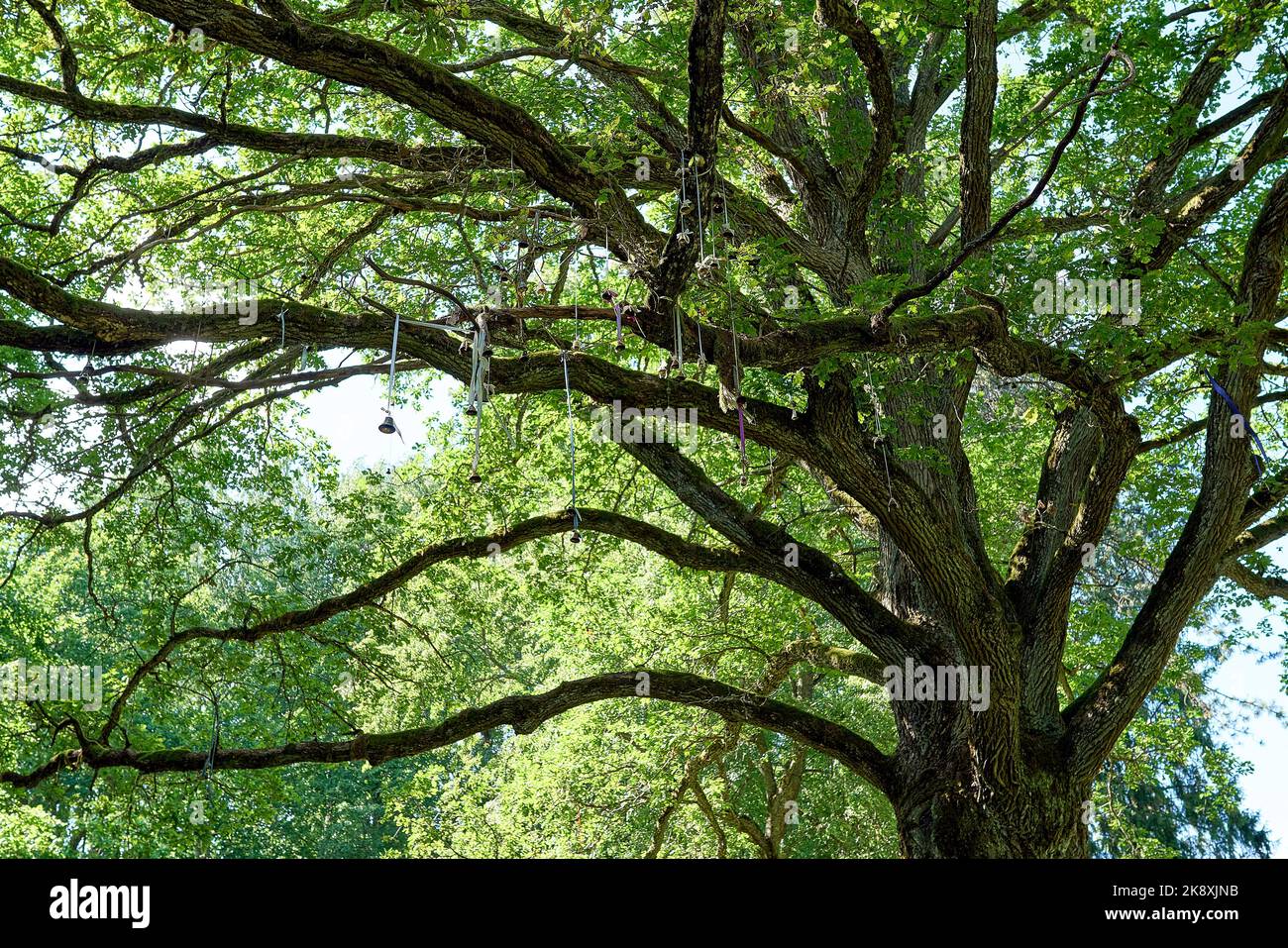A giant oak tree with wedding bells on branches Stock Photo - Alamy