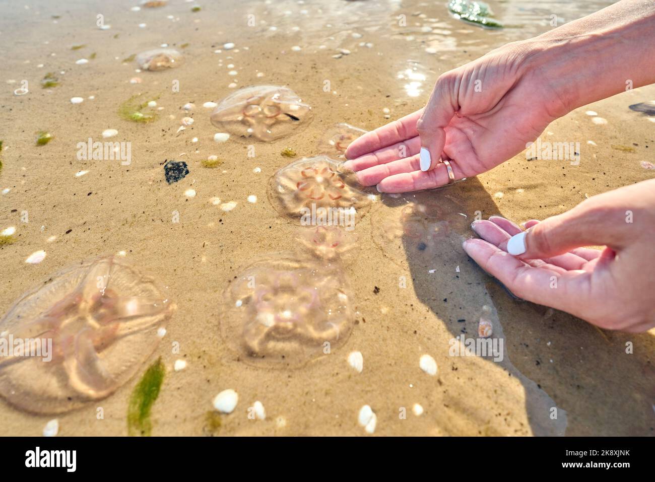 A female touching moon jellyfish (Aurelia aurita Stock Photo - Alamy